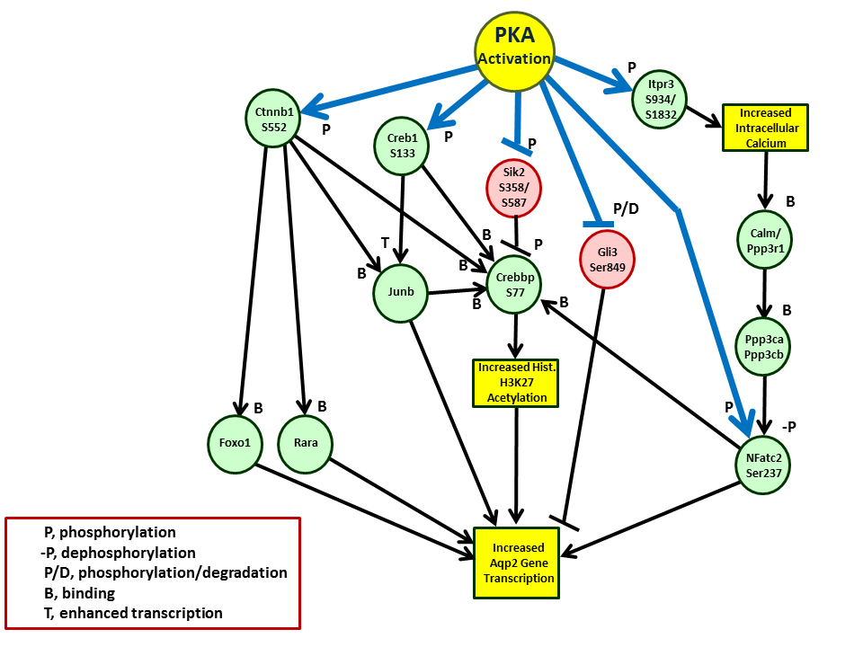 PKA Signaling - Transcription